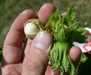 Breeding Hazelnuts for Emerging Markets : Newsroom