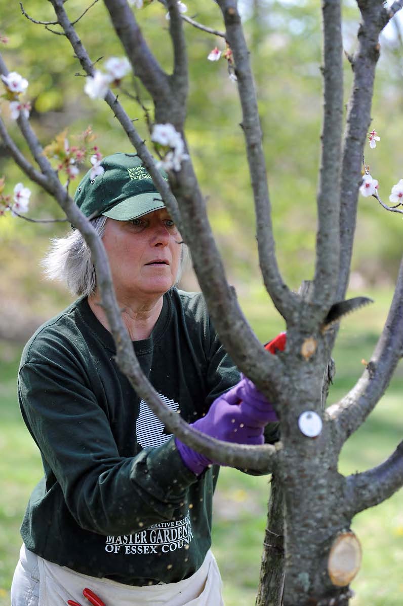 Rutgers Master Gardeners Care for Historic Cherry Trees in Branch Brook ...