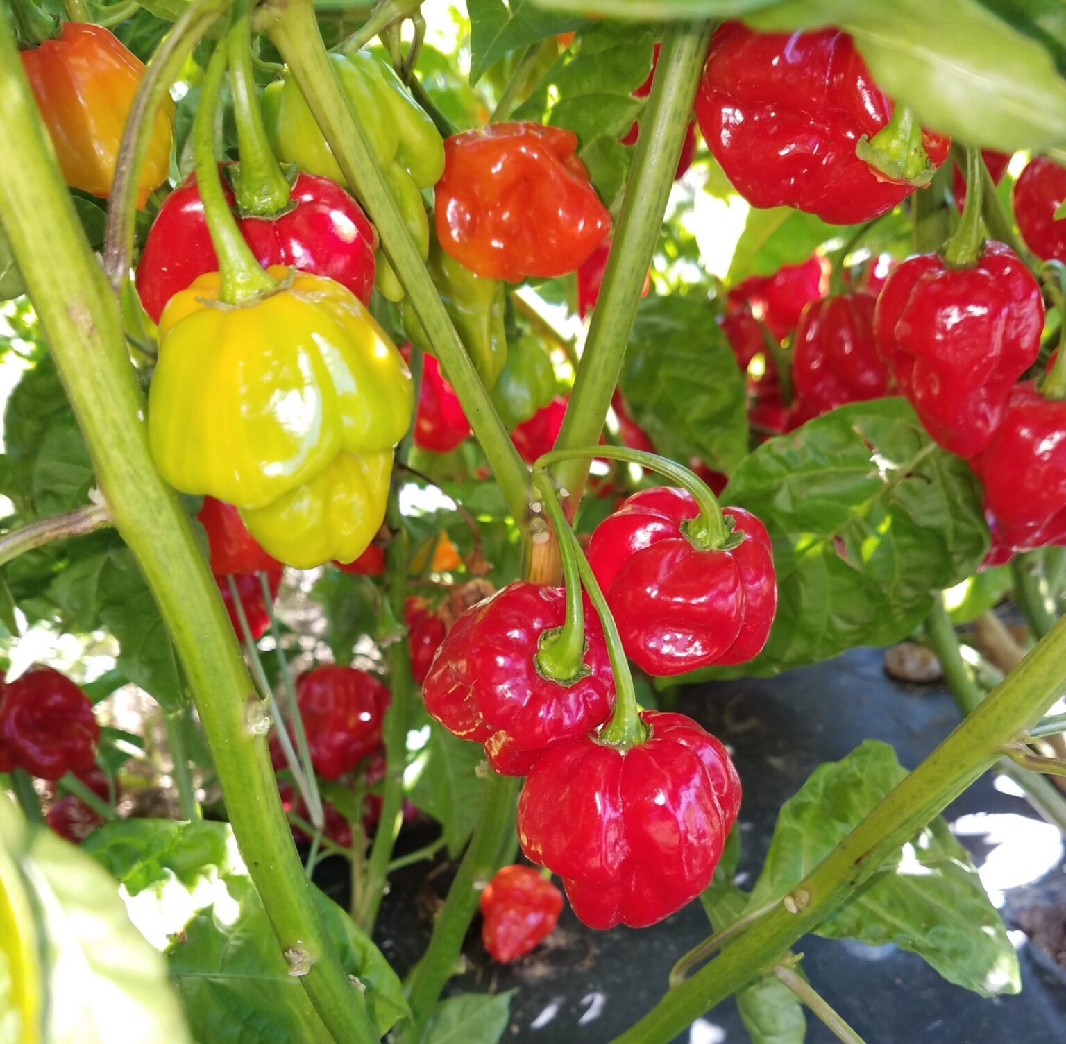 The Hot Pepper Potential: Rutgers Ag Research Aims for Alternative ...