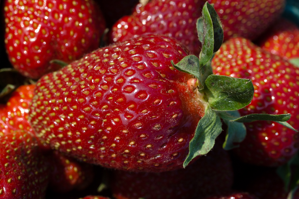 Better Tasting Strawberry Developed at Rutgers Makes Its Debut : Newsroom