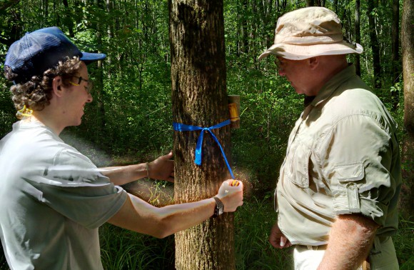 Tree-Killing Emerald Ash Borer Found in Six New Jersey Counties : Newsroom
