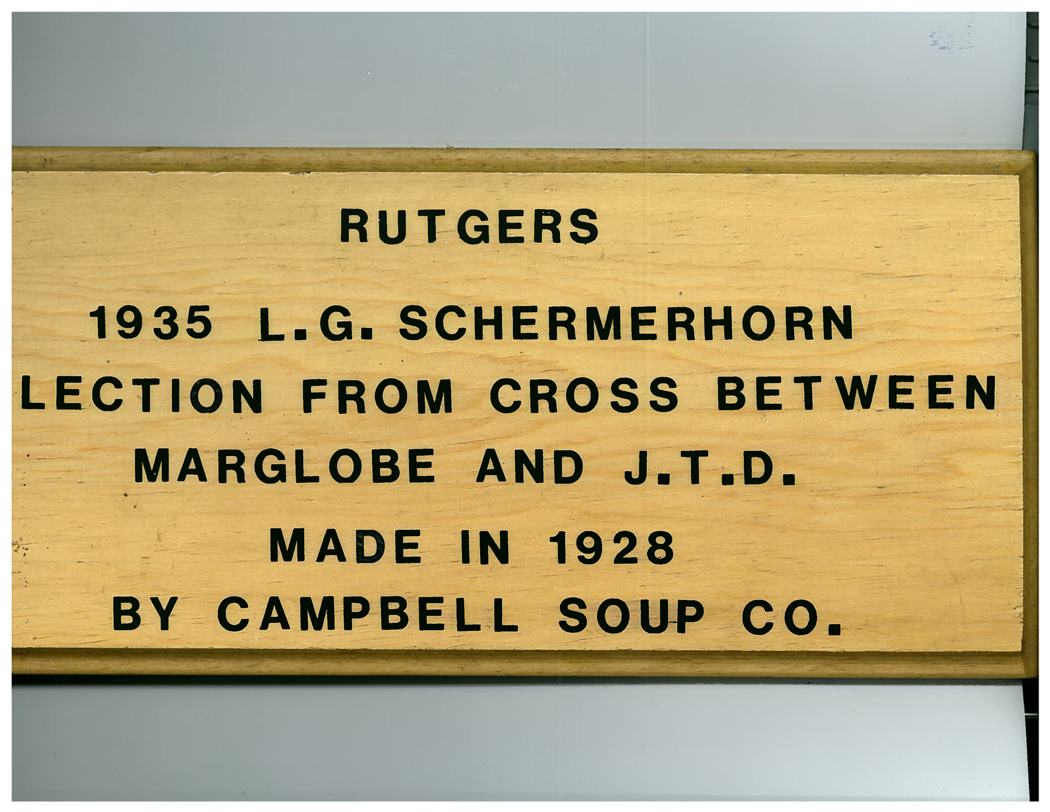 What’s in Season from the Garden State: The Historic Rutgers Tomato ...