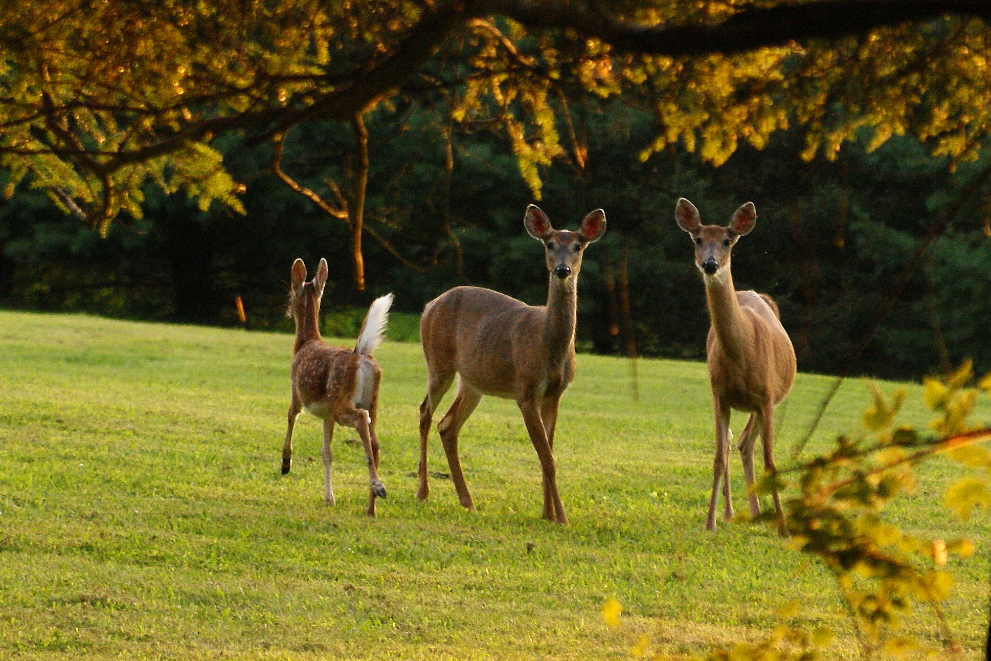 Deer in the New Jersey Landscape and Garden : Newsroom