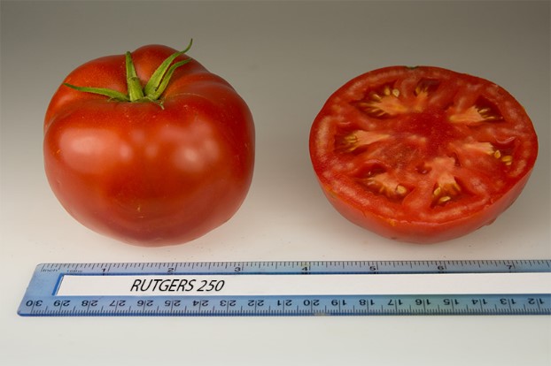 Rutgers 250 – NJAES Breed of the Month: Tomatoes : Newsroom