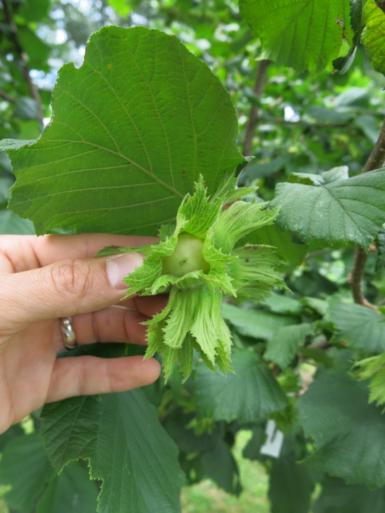 Rutgers 250: NJAES All-Star Variety of the Month – Hazelnut : Newsroom