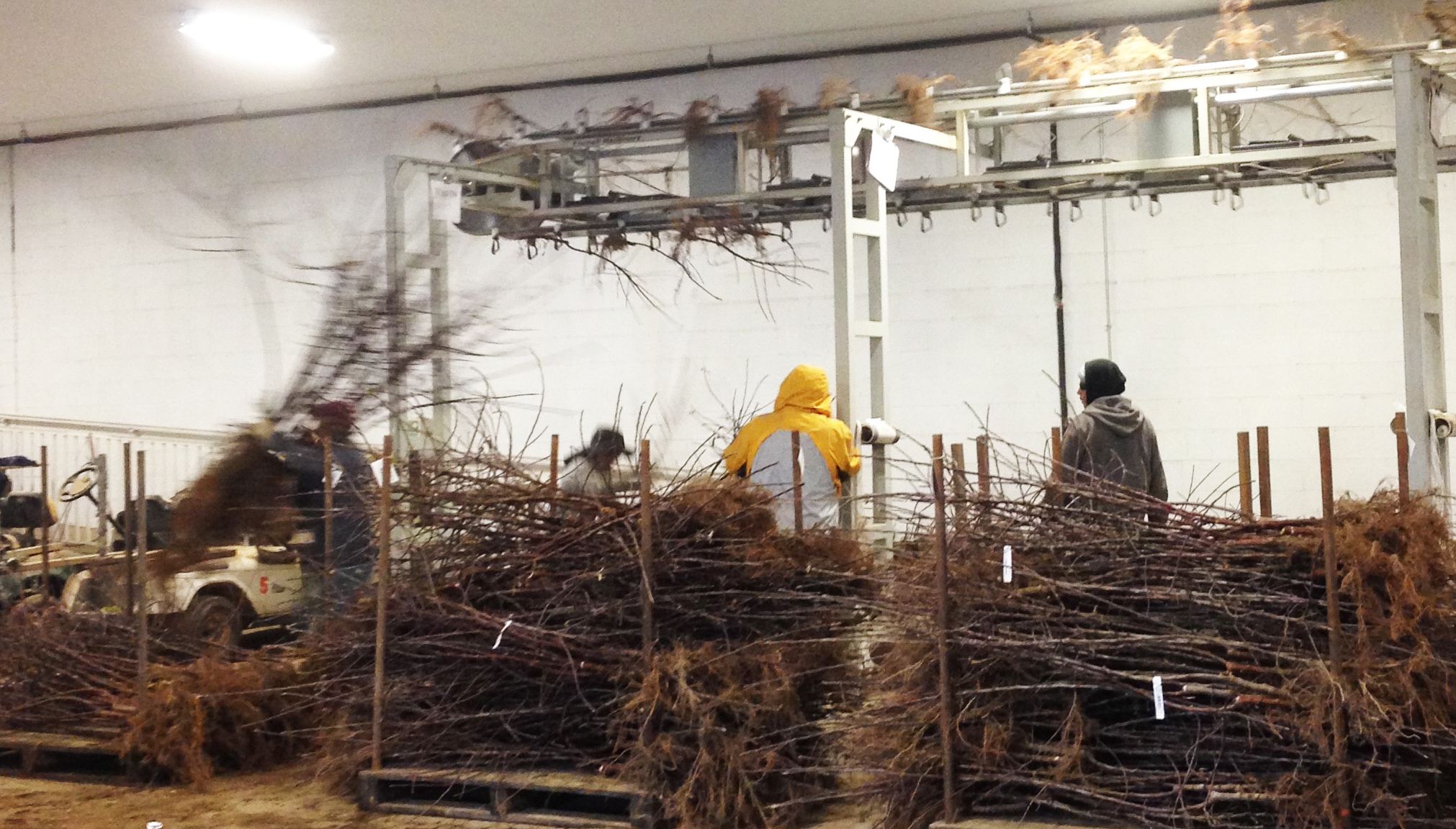 Innovative Nursery Advances Rutgers NJAES Tree Fruit Research : Newsroom