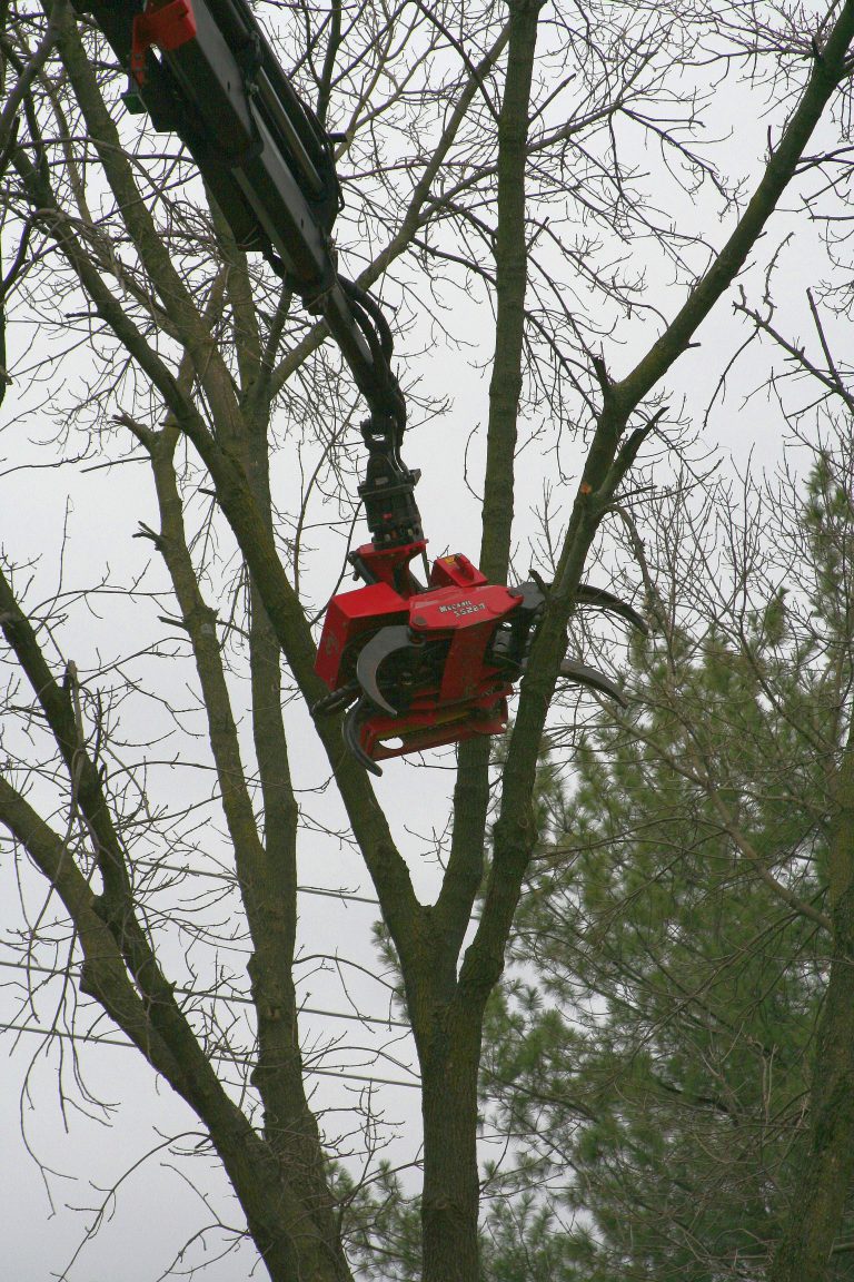 Urban Forestry: A Career for the City Tree Hugger! : Newsroom