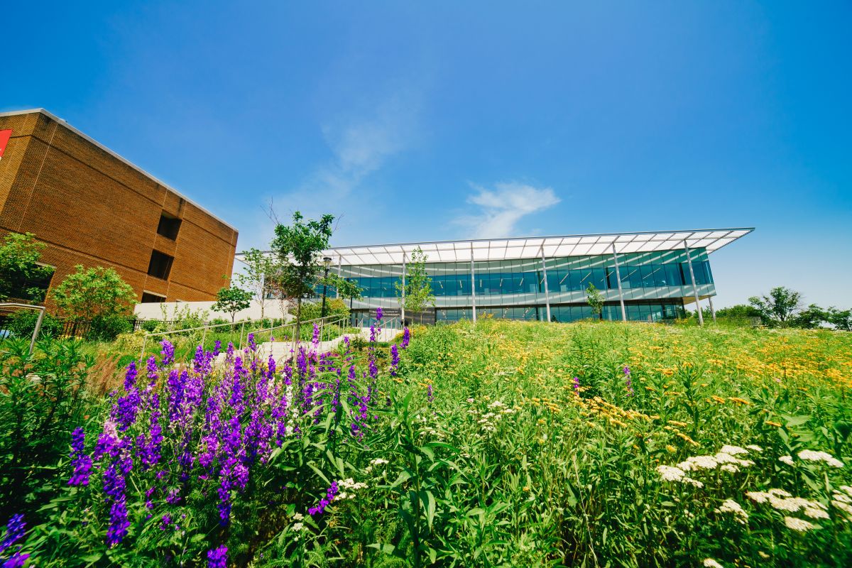 What’s in Bloom at the IFNH Meadow? : Newsroom