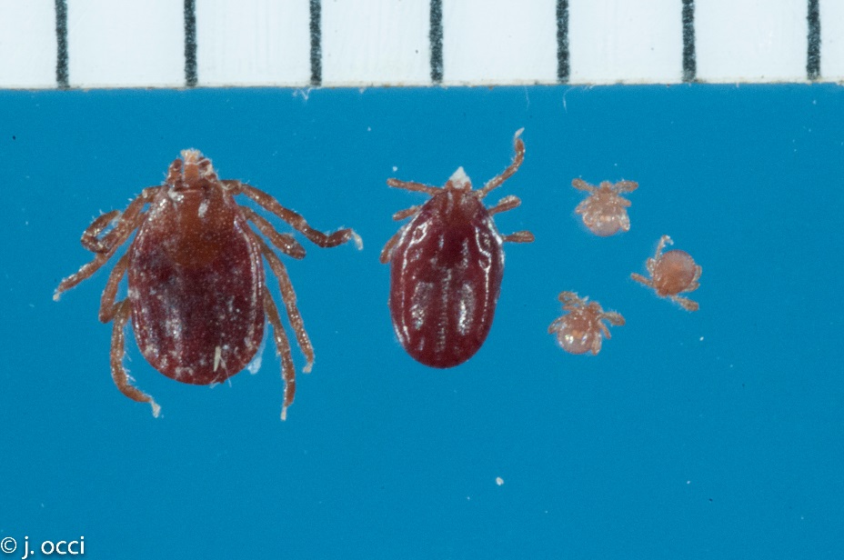 Rutgers Center for Vector Biology Helps in Identification of East Asian ...