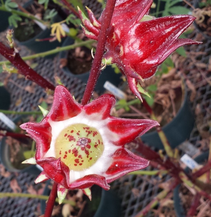 Growing Roselle Plant