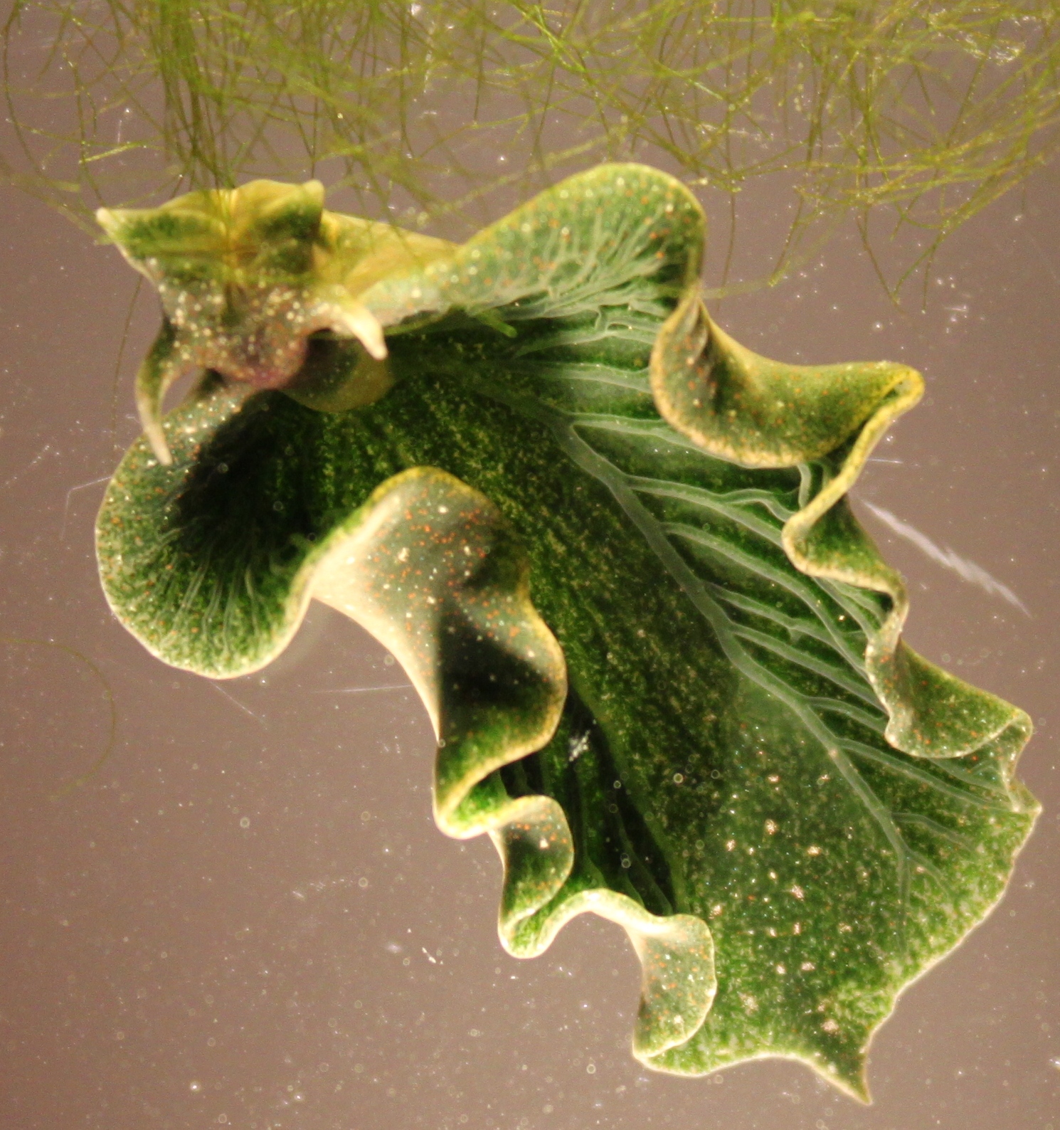 Solar Powered Sea Slugs Shed Light on Search for Perpetual Green Energy ...