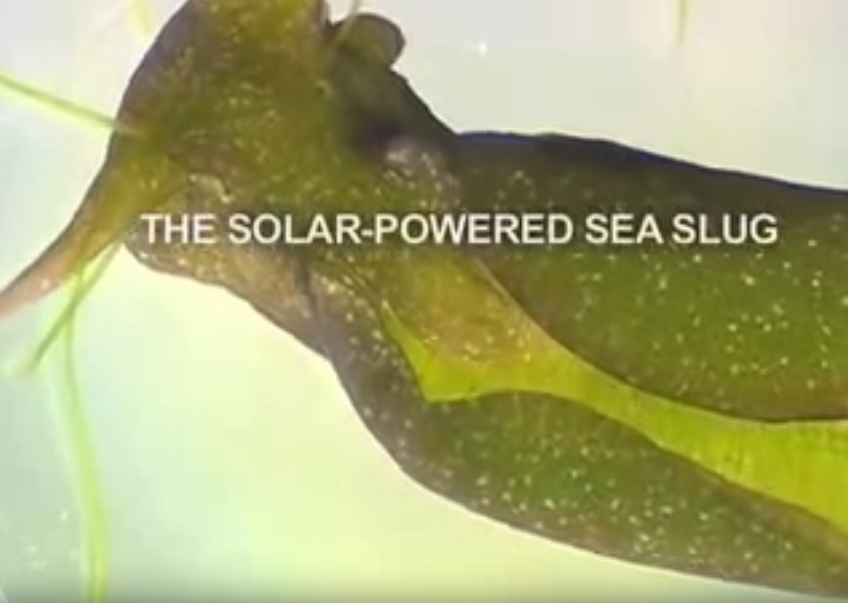 Solar Powered Sea Slugs Shed Light on Search for Perpetual Green Energy ...