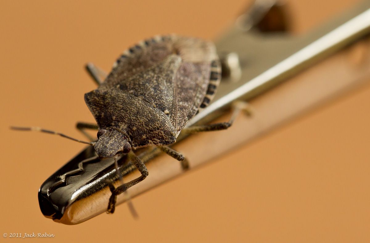 Dina Fonseca and Team Develop a New Technique for Stinkbug Surveillance ...