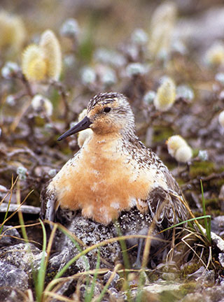 Mapping Endangered Red Knots’ Remote Breeding Habitat : Newsroom