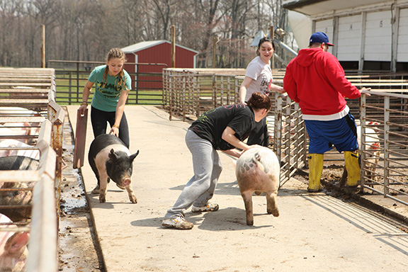 Cook Cattle: Evolving Along With New Jersey’s Needs : Newsroom