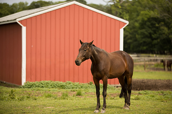 Cook Cattle: Evolving Along With New Jersey’s Needs : Newsroom