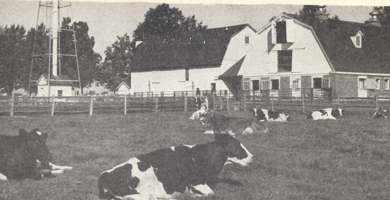 Cook Cattle: Evolving Along With New Jersey’s Needs : Newsroom