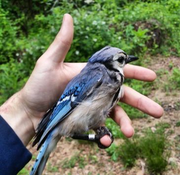 A New Community in an Old Forest: Loss of Songbirds Leads to Community ...