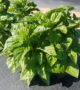 Four New Rutgers Sweet Basil Varieties Are Available to Home Gardeners ...