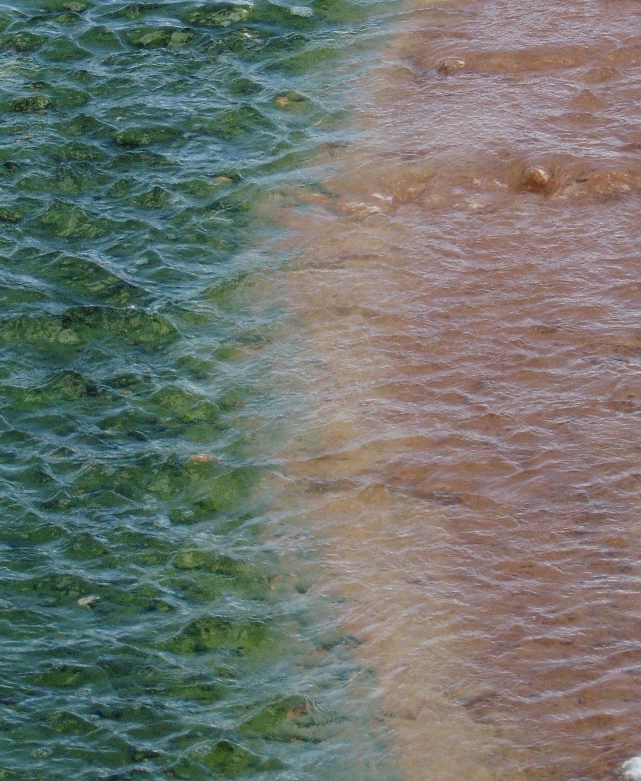 Red Algae Steal Genes from Bacteria to Cope with Environmental Stresses ...