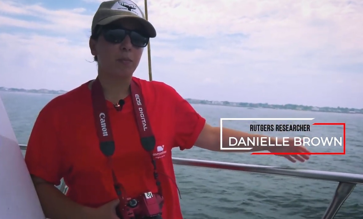 Dramatic Increase in Whales in NJ/NYC Raises Safety Concerns : Newsroom