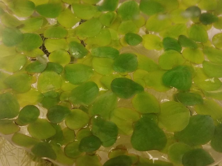 Duckweed genome discovery reveals how aquatic plants cope in ...