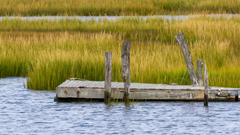 New Jersey’s Tidal Marshes in Danger of Disappearing, Study Shows ...