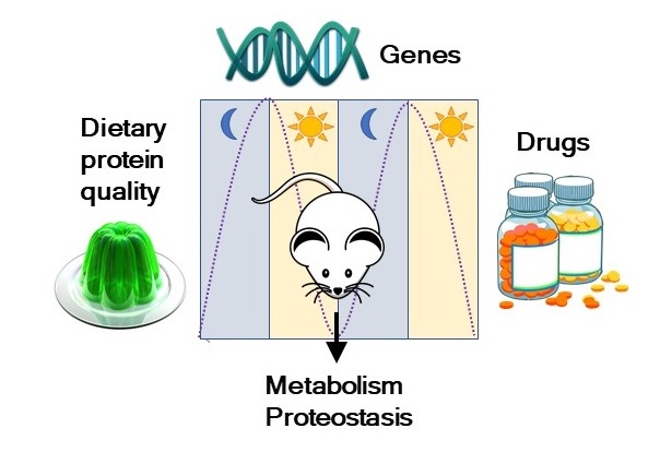 Nutritional Sciences Professor Tracy Anthony Awarded $2,686,804 NIH ...