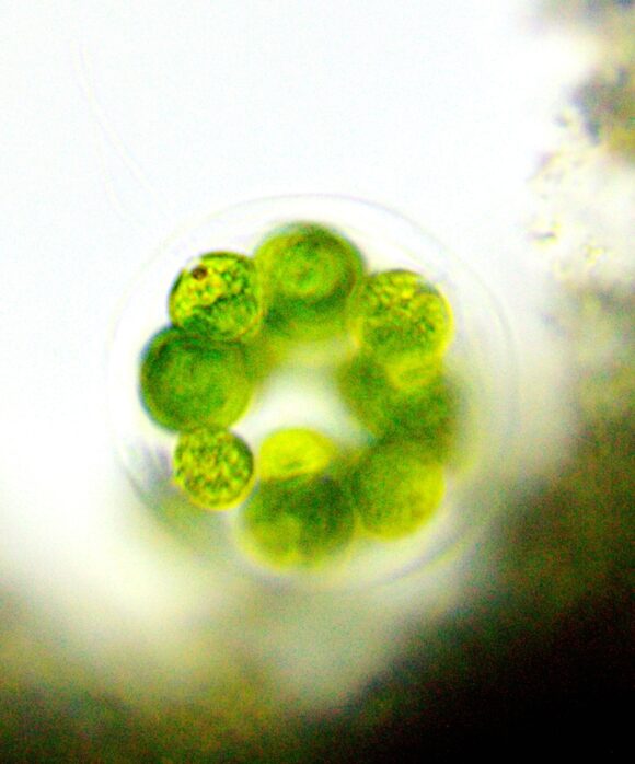 green algae Pandorina : Newsroom