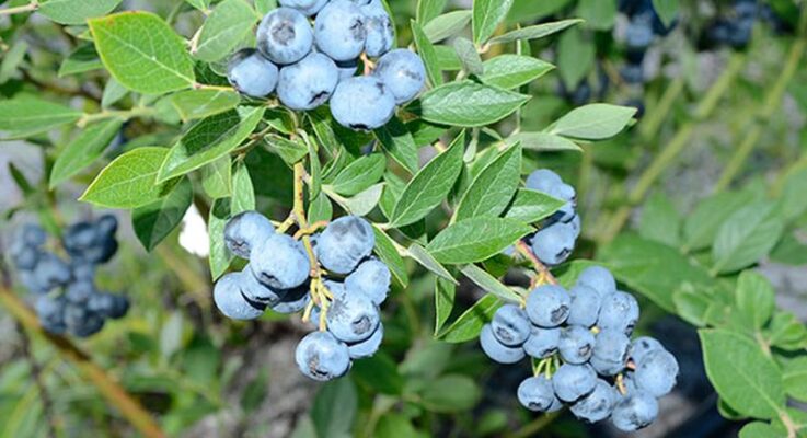 Newsroom : A Product of the SEBS and NJAES Office of Communications and ...