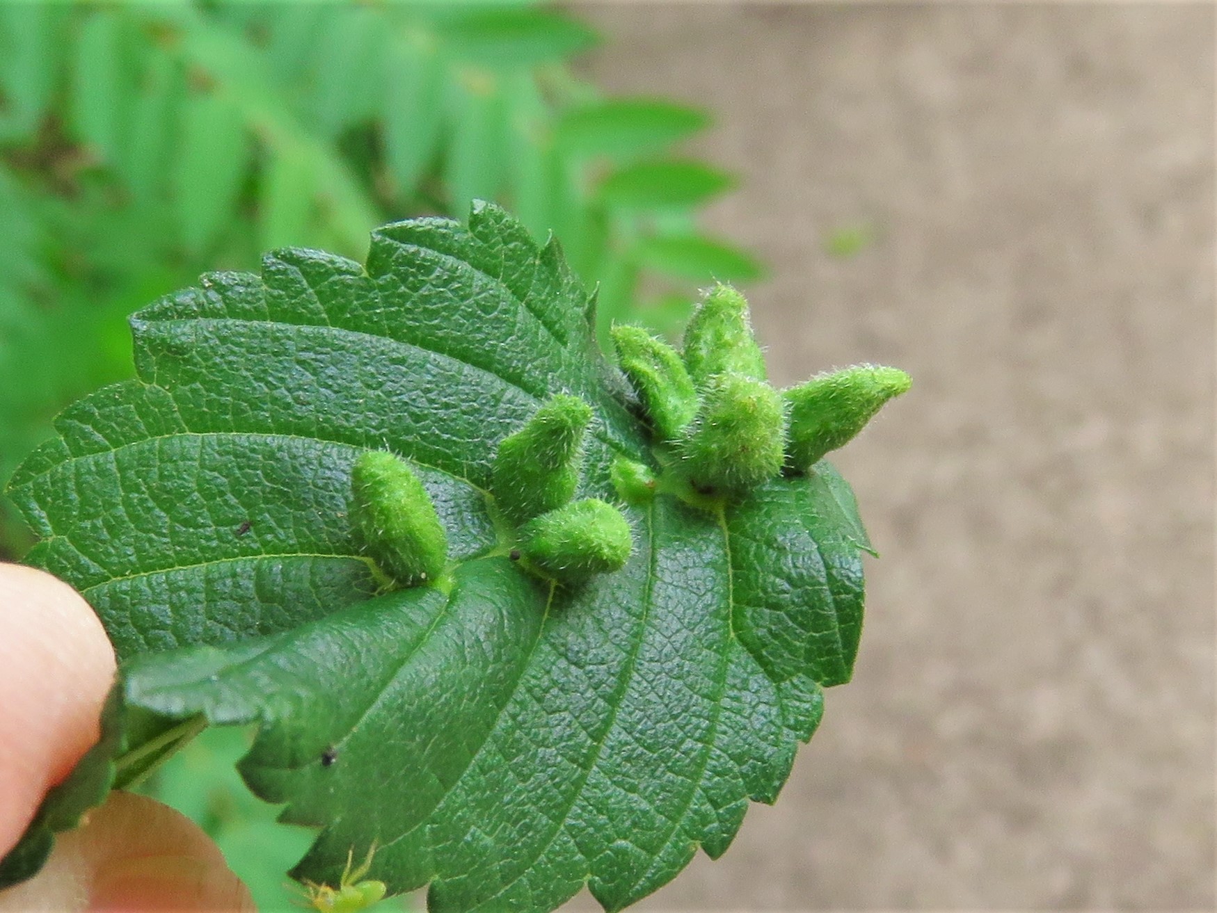 Ninth Annual Personal Bioblitz Results Break All Records, Again! : Newsroom