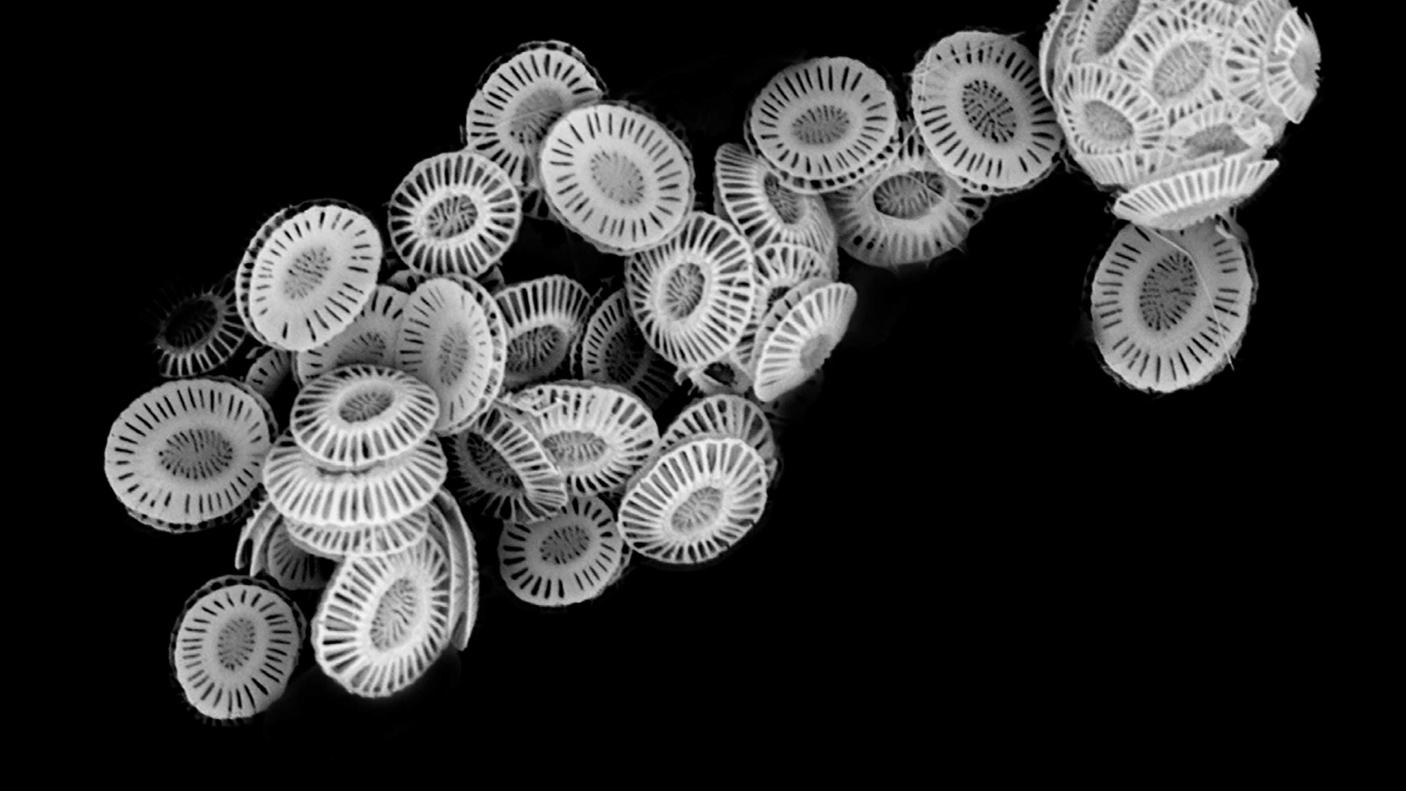 Microscopic Chalk Discs in Oceans Play Key Role in Carbon Cycle by ...