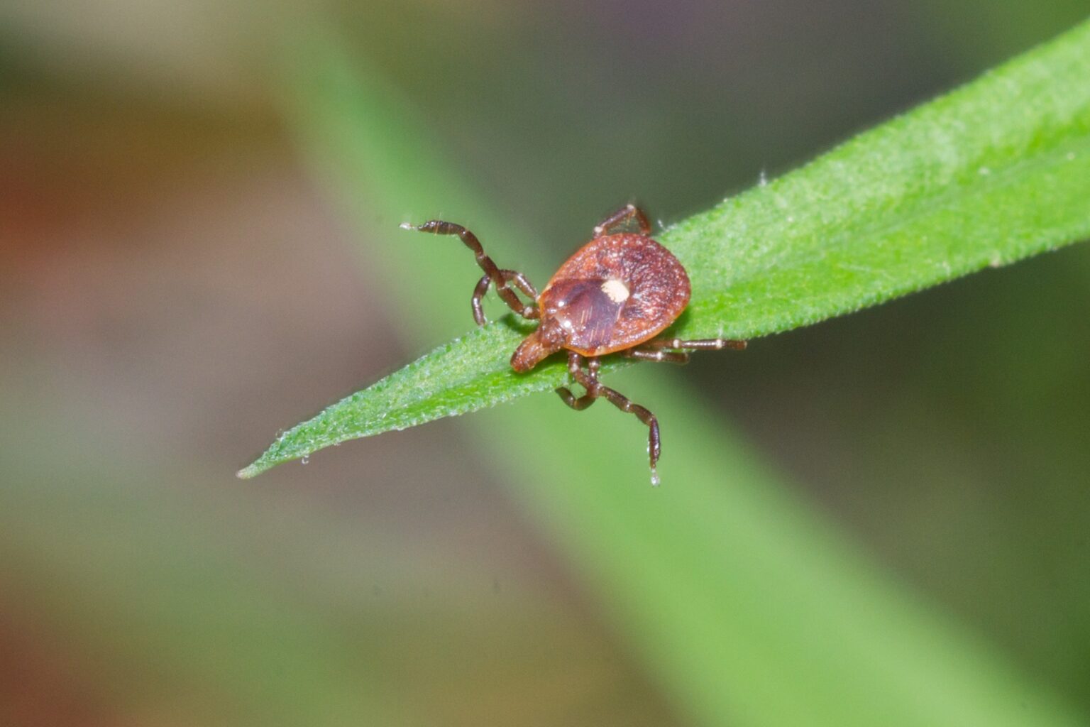 Lone Star Ticks Infected with Bourbon Virus in New Jersey : Newsroom