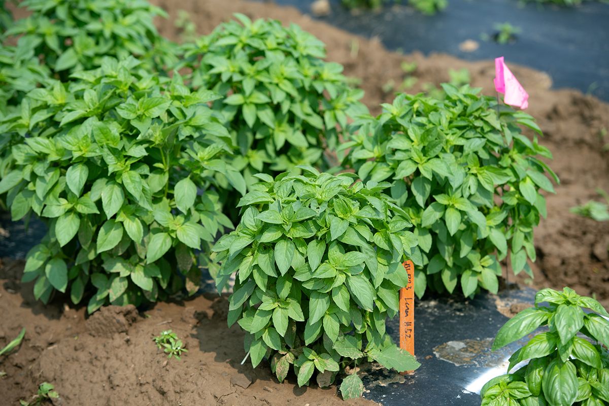 ‘Fields of Devotion’ Connects New Jersey Communities to Rutgers ...