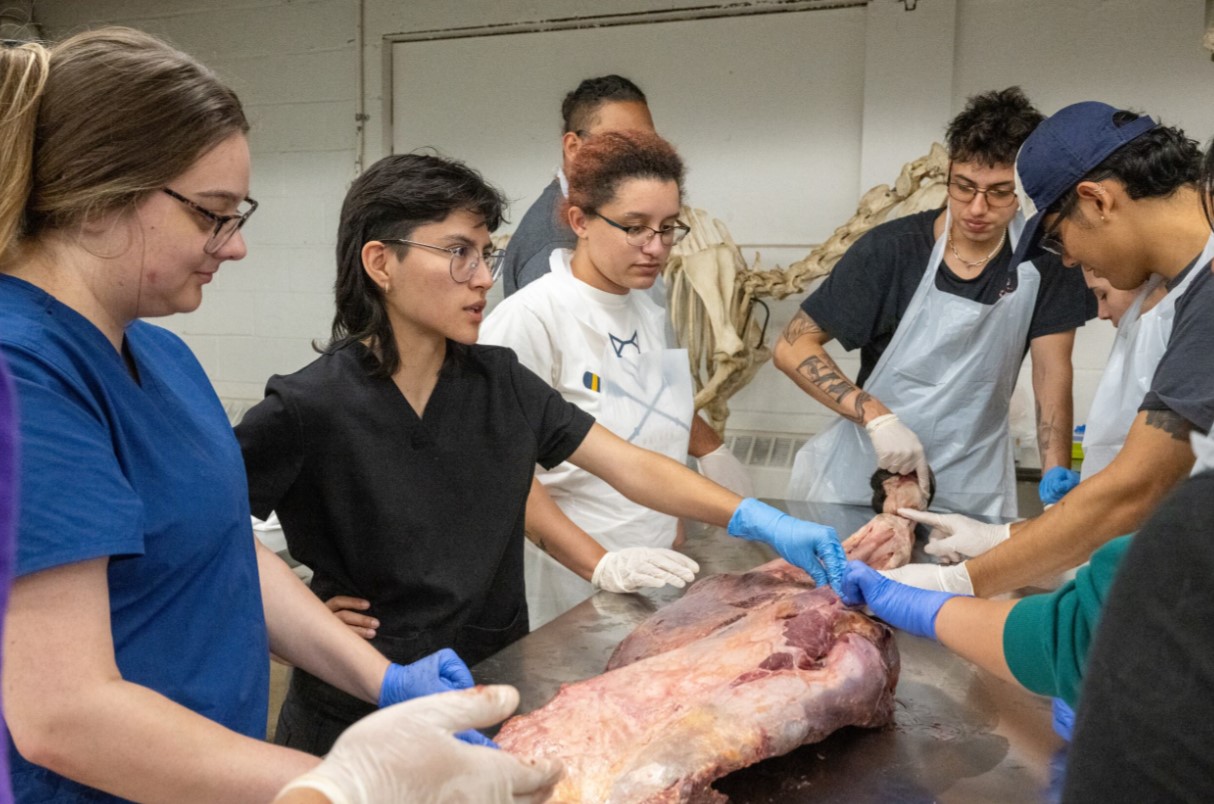 Inaugural Animal Science Discovery Program Opens Pathways for Diverse ...