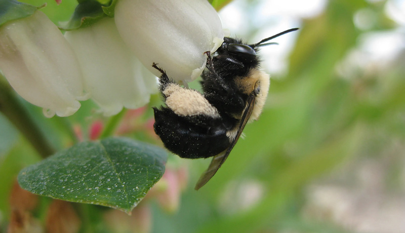 Pollinator Peril? Rutgers Researchers Tracking Decline in Crop Yields ...