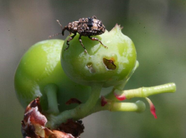 Extension Specialist Cesar Rodriguez-Saona Awarded USDA Grant for ...