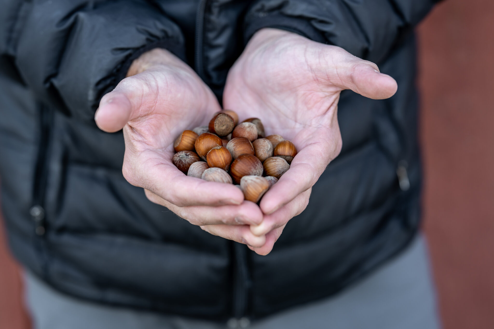 Ferrero Invests in U.S. Hazelnut Farming with Research Grants to ...