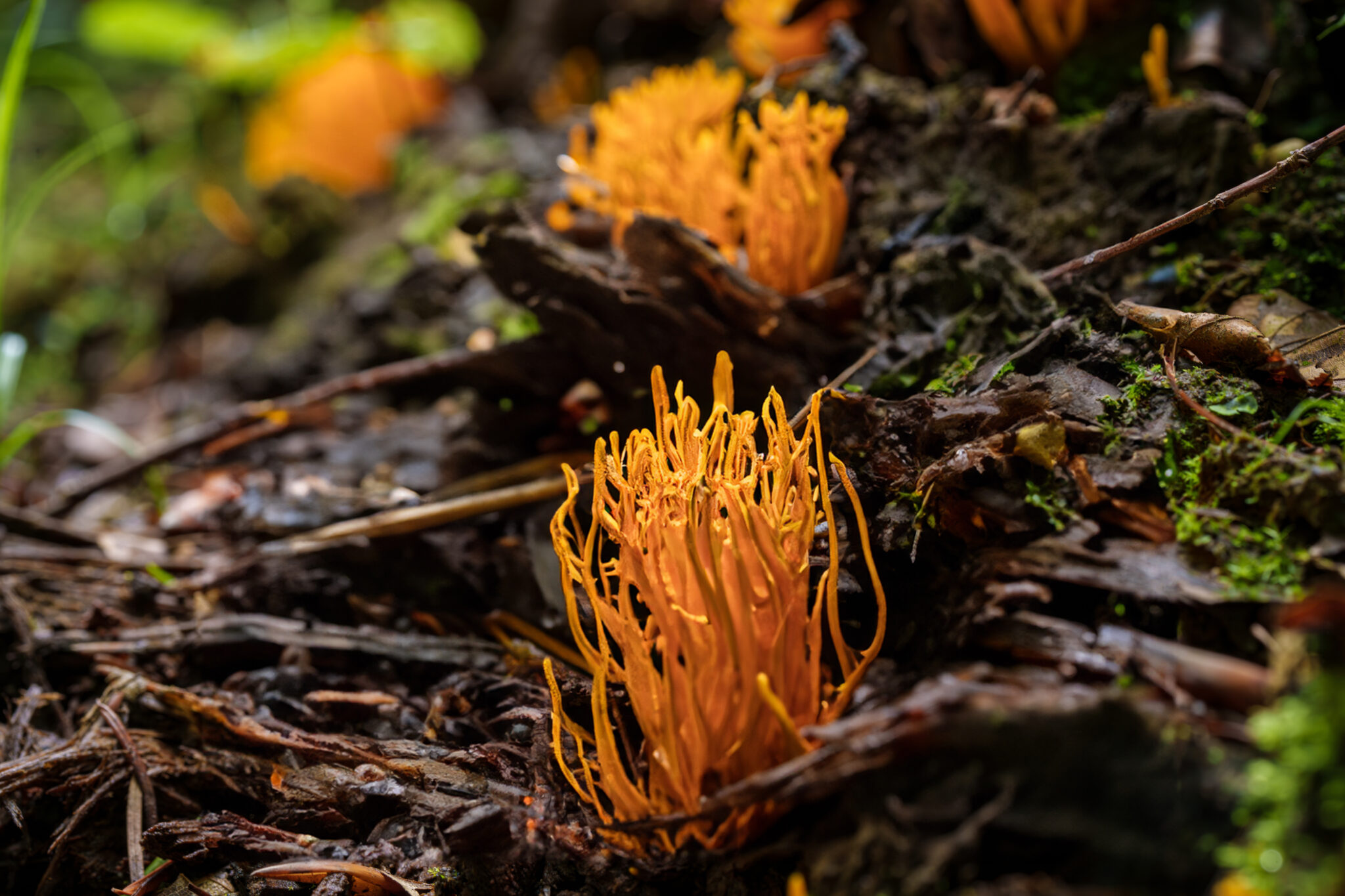 Not Mushroom for Debate – “The Last of Us” Spores Interest in ...